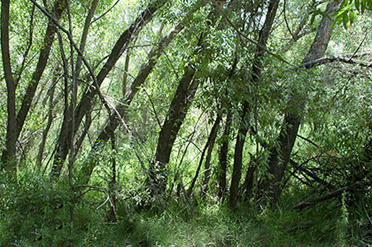 Big Morongo Canyon Preserve