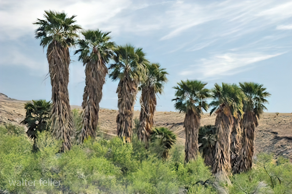 Ibex Spring - Death Valley