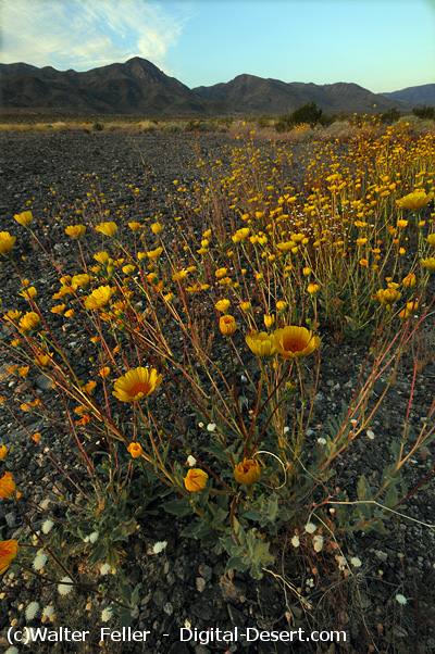 Spring Wildflowers of the Mojave Desert